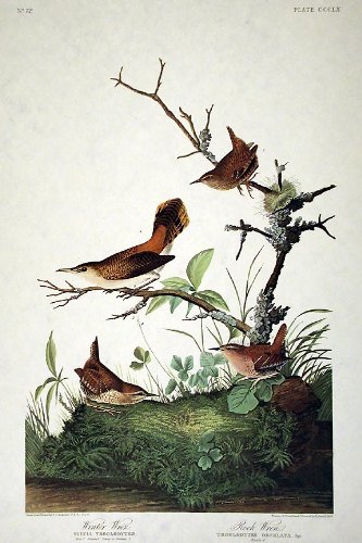 Winter Wren, Rock Wren. From"The Birds of America" (Amsterdam Edition)