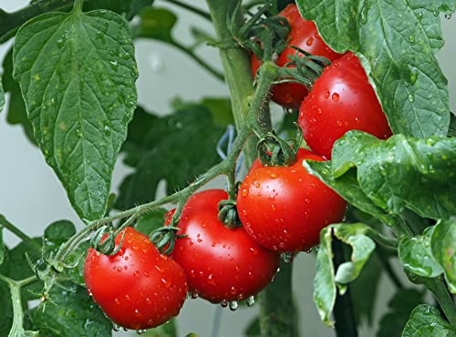 Set of 25 Premium Vegetable & Herb Seeds - 25 Deluxe Variety Premium Vegetable & Herb Garden 100% Non-GMO Heirloom