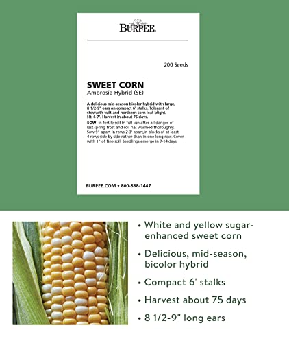 Burpee Ambrosia Sweet Corn Seeds 200 seeds