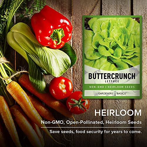 2000+ Buttercrunch Lettuce Seeds for Planting - Butterhead Boston Bibb Heirloom, Non-GMO Vegetable Variety- 2 Grams Seeds Great for Spring, Summer, Winter Garden and Hydroponics by Gardeners Basics
