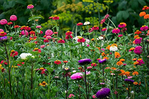 1200 Zinnia Seeds, Flower Seeds for Planting Outdoors, Zinnia Seeds Bulk Giving You The Zinnia Flowers You Need, Zinnia Elegans, 10 Grams, Non-GMO