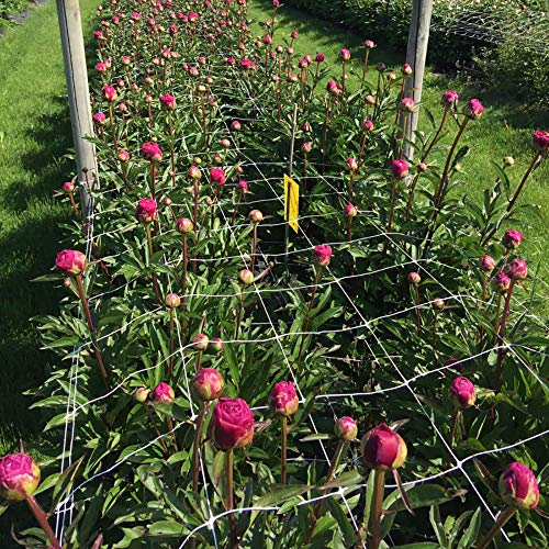 EAPFCT Trellis Netting 5x30ft 2 Pack Heavy-Duty Polyester Plant Support Trellis Net for Climbing Plants Garden Trellis Netting 6'' Mesh with Garden Ties