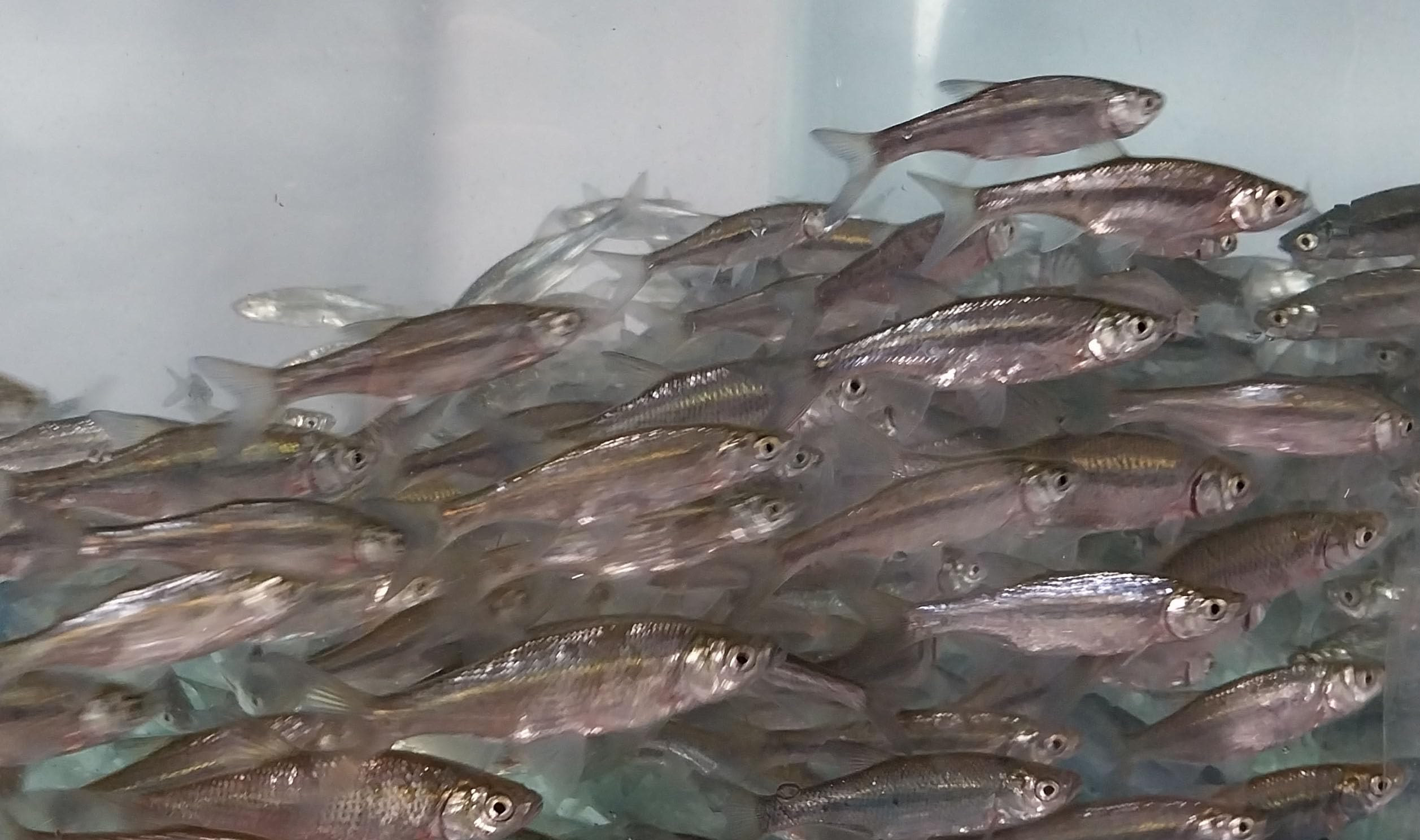 Golden Shiner Minnows (4 INCH, 5 POUNDS)