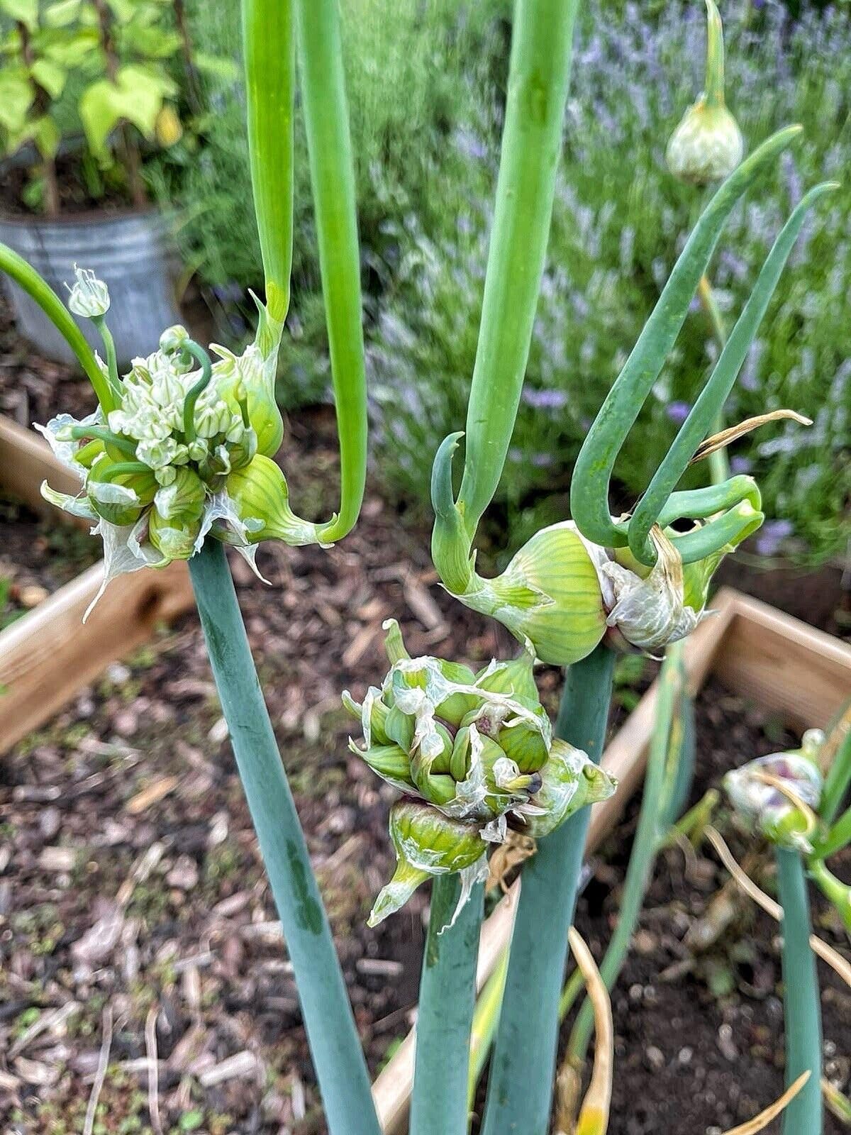 25 Egyptian Walking Onion Bulbs Walking Onion Egyptian Onion Bulbs