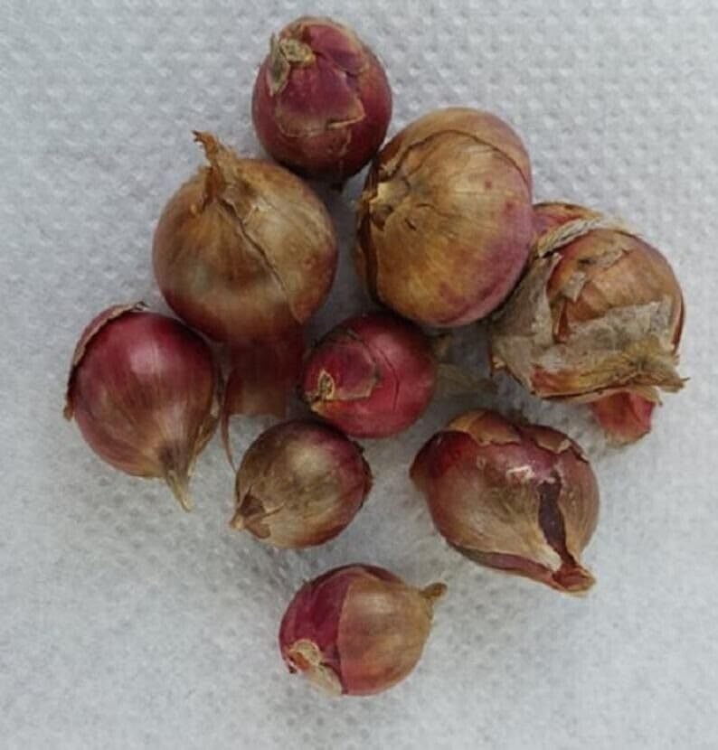 25 Egyptian Walking Onion Bulbs Walking Onion Egyptian Onion Bulbs