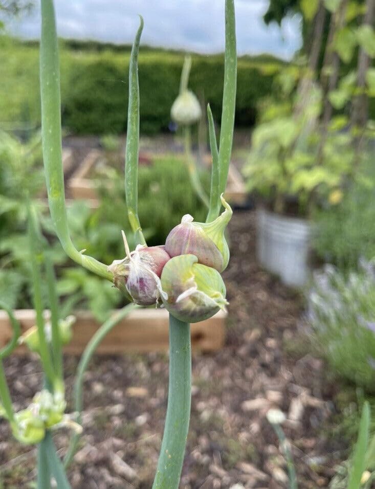 25 Egyptian Walking Onion Bulbs Walking Onion Egyptian Onion Bulbs