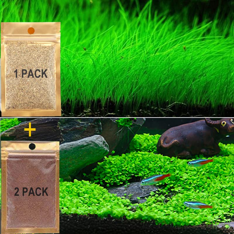 JIALIU 3 Pack Aquarium Plants See ds, Live Aquarium Grass See ds for Fish Tank Freshwater, Fast Growing Aquarium Mini Leaf & Hair Grass Small Pearl for Decorate Your Fish Tank., Green