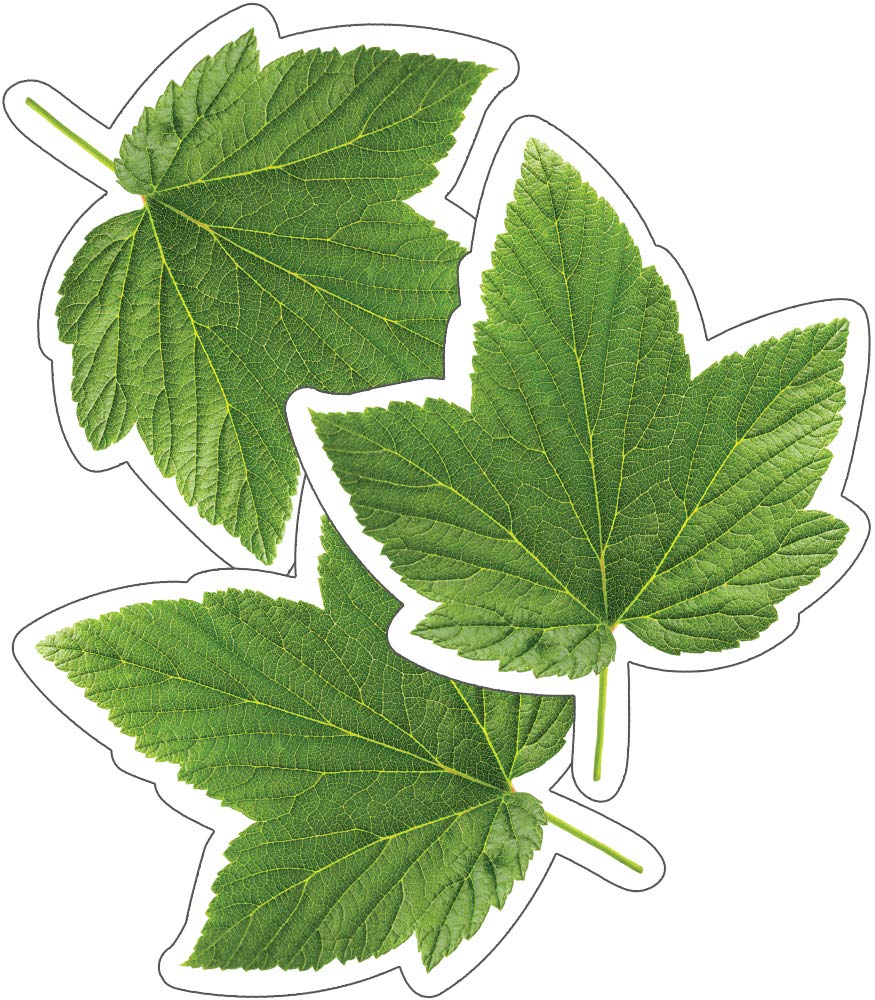 Schoolgirl Style Woodland Whimsy Green Leaves Cutouts, 36 Leaf Cutouts For Bulletin Board & Classroom Decor, Spring Greenery Classroom Cut-outs, Cutouts For Classroom Summer Bulletin Board Decorations