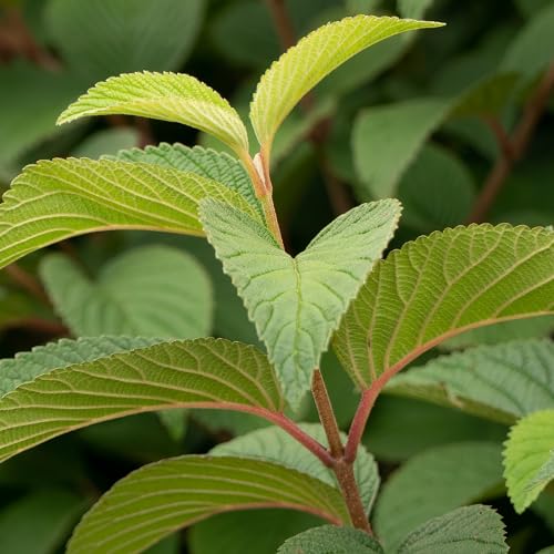2 Gallon First Editions Viburnum Opening Day Shrub