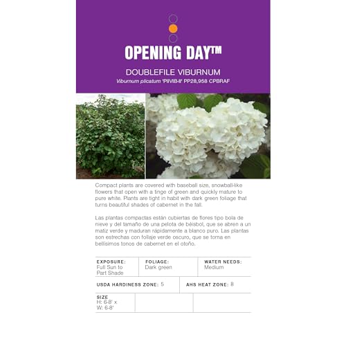 2 Gallon First Editions Viburnum Opening Day Shrub