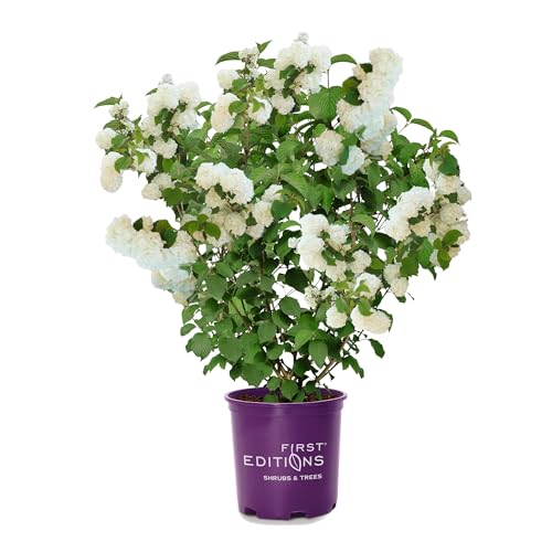 2 Gallon First Editions Viburnum Opening Day Shrub
