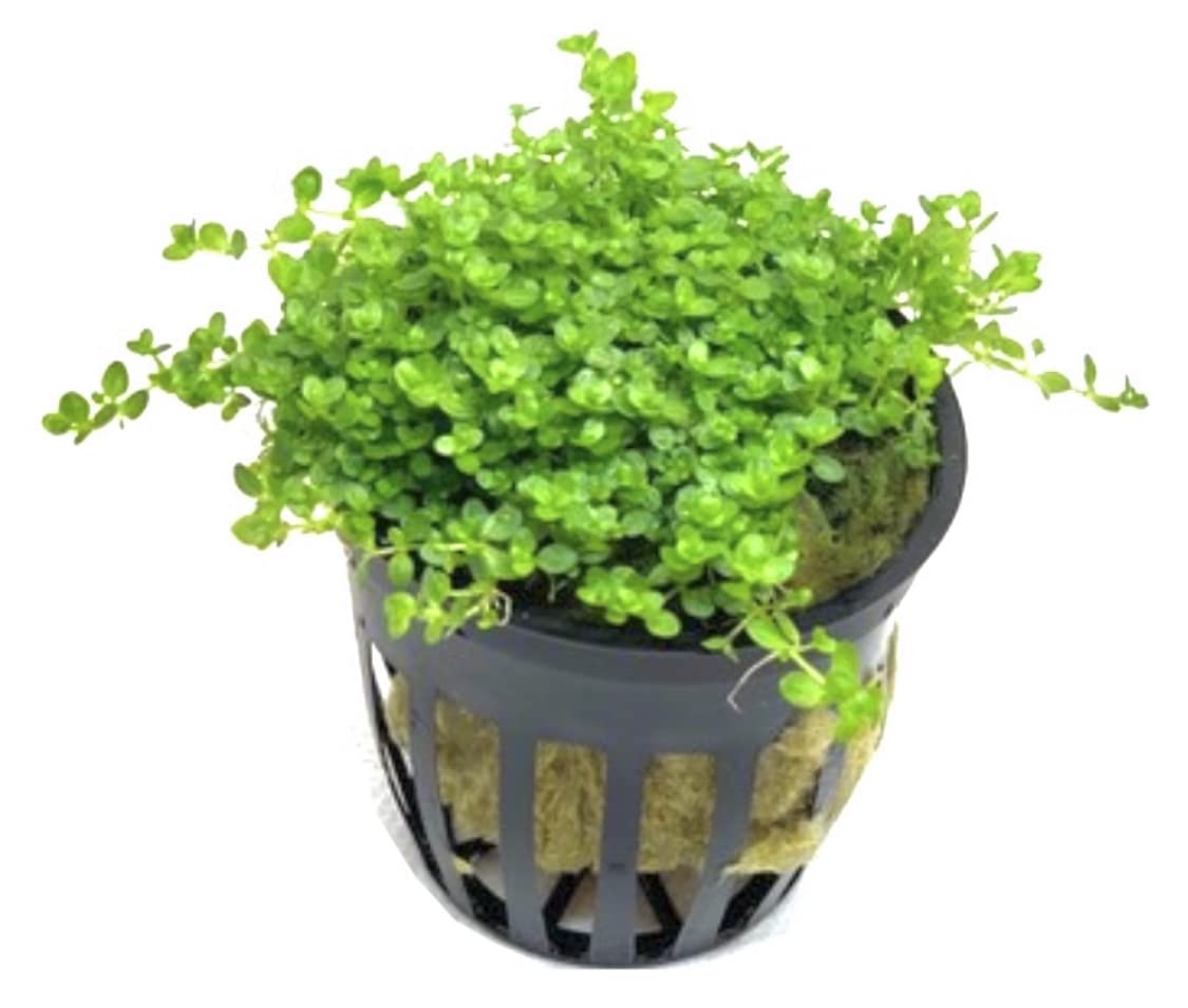 Marcus Fish Tanks - 3X Dwarf Baby Tears Hemianthus Callitrichoides Live Aquarium Plants