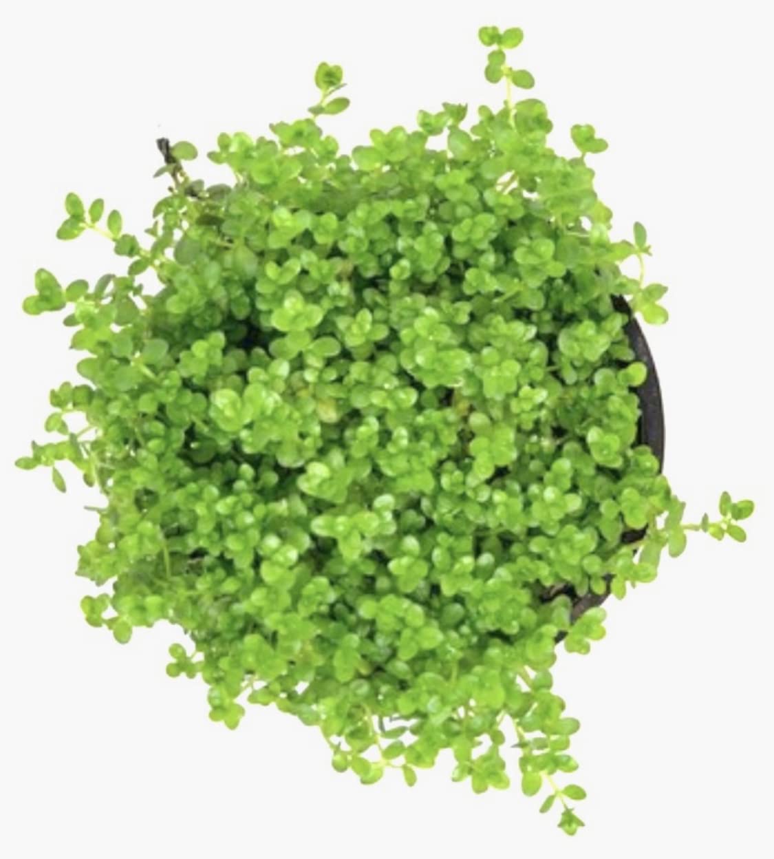 Marcus Fish Tanks - 3X Dwarf Baby Tears Hemianthus Callitrichoides Live Aquarium Plants