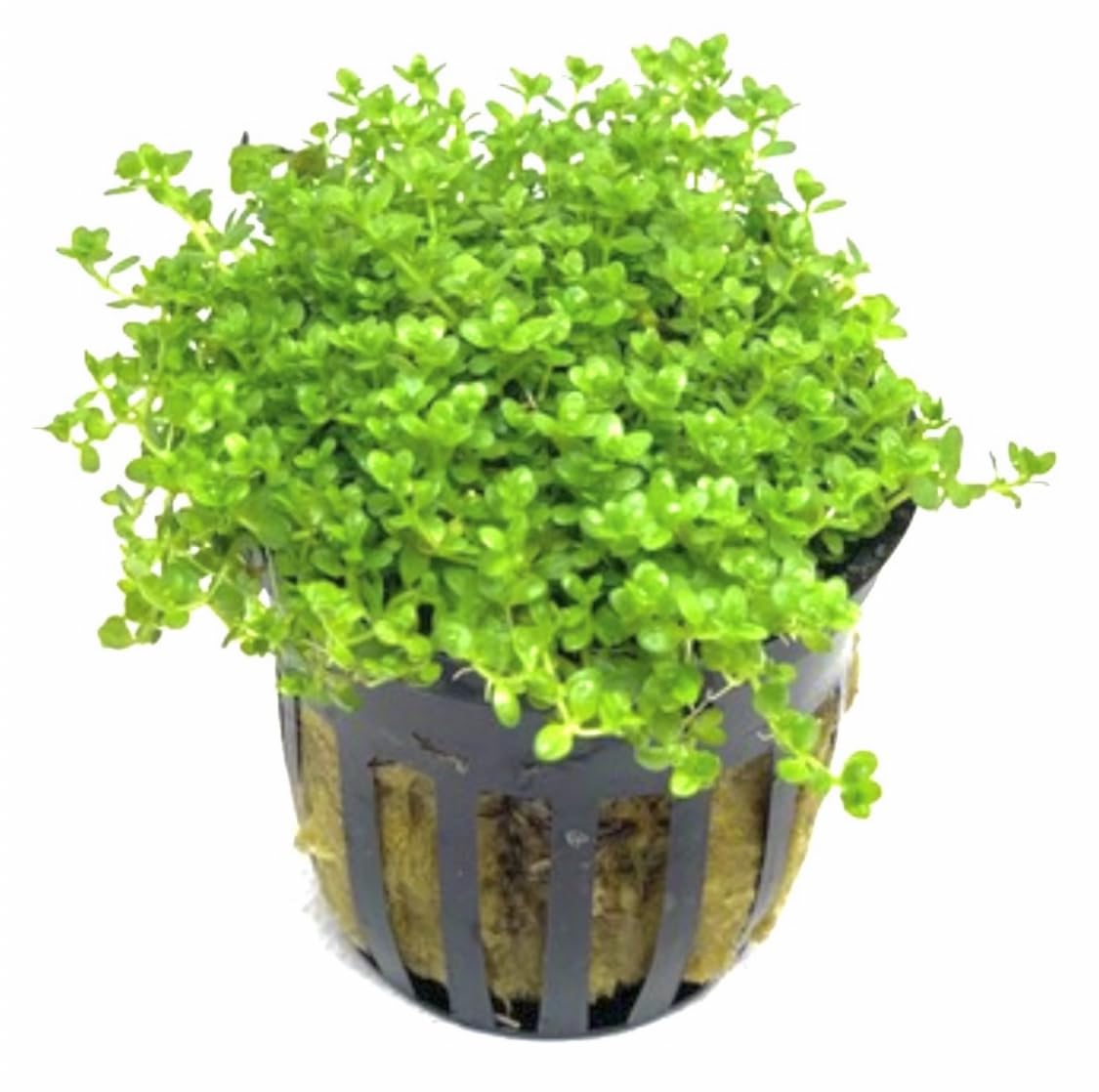 Marcus Fish Tanks - 3X Dwarf Baby Tears Hemianthus Callitrichoides Live Aquarium Plants
