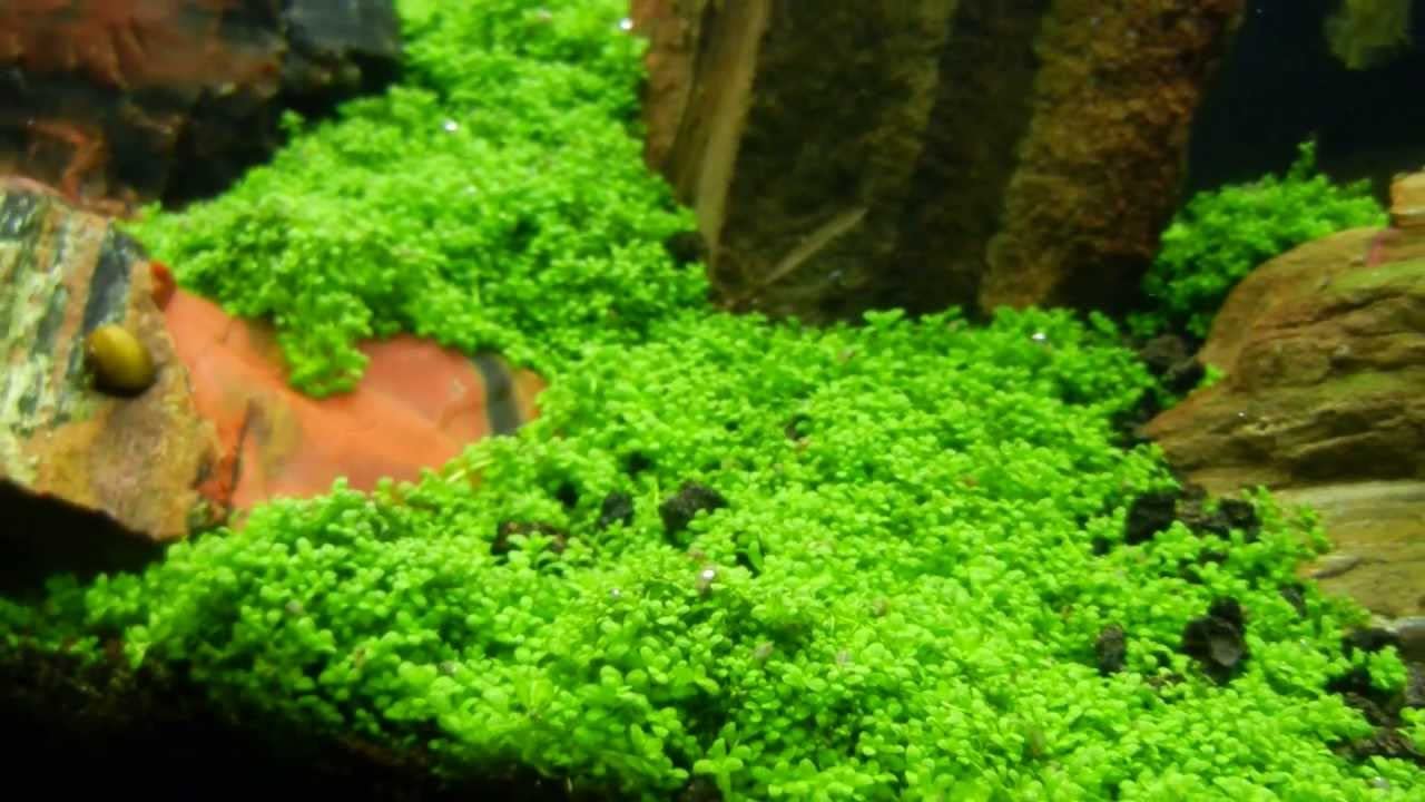 Marcus Fish Tanks - 3X Dwarf Baby Tears Hemianthus Callitrichoides Live Aquarium Plants