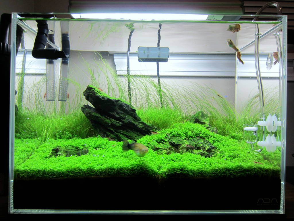 Marcus Fish Tanks - 3X Dwarf Baby Tears Hemianthus Callitrichoides Live Aquarium Plants
