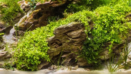 Marcus Fish Tanks - 3X Dwarf Baby Tears Hemianthus Callitrichoides Live Aquarium Plants