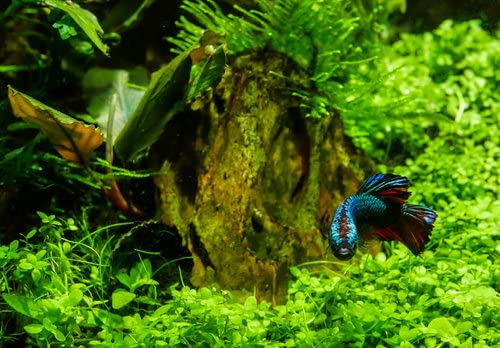 Marcus Fish Tanks - 3X Dwarf Baby Tears Hemianthus Callitrichoides Live Aquarium Plants