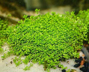 Marcus Fish Tanks - 3X Dwarf Baby Tears Hemianthus Callitrichoides Live Aquarium Plants