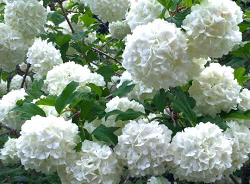 TriStar Plants - Viburnum 'Common Snowball'- 1 Gallon Trade Pot, Viburnum opulus sterile, Live Plant, White Spring Blooms