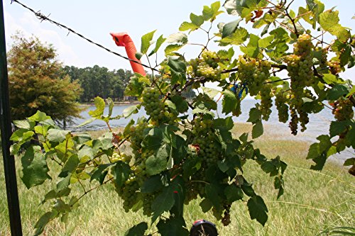 AirCrow Inflatable Scarecrow Blower, 1/4 HP