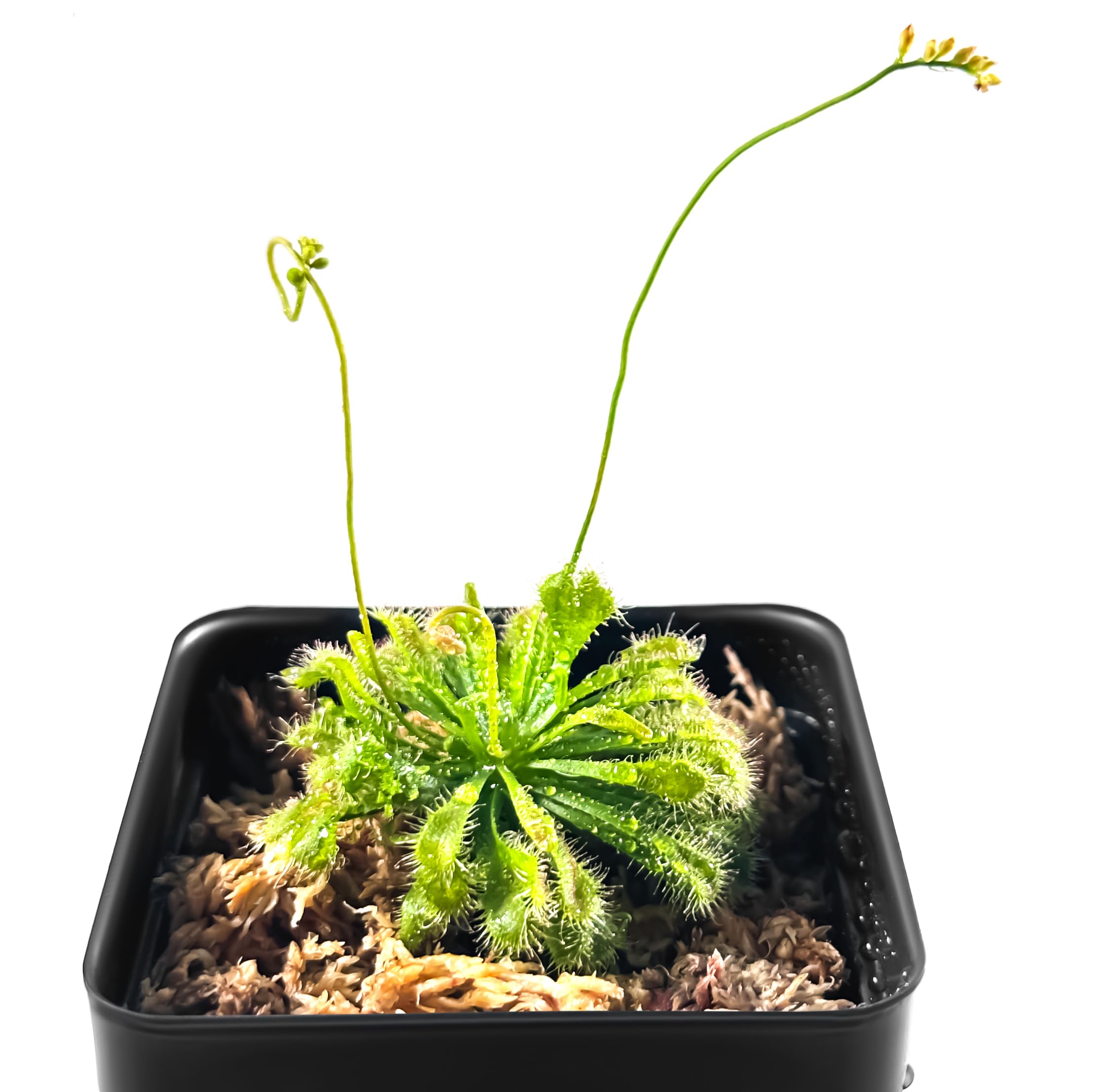Live Spoon-leaved Sundew Plant. Adult Size, Drosera Spatulata, Carnivorous Plant, 30 Days Guarantee