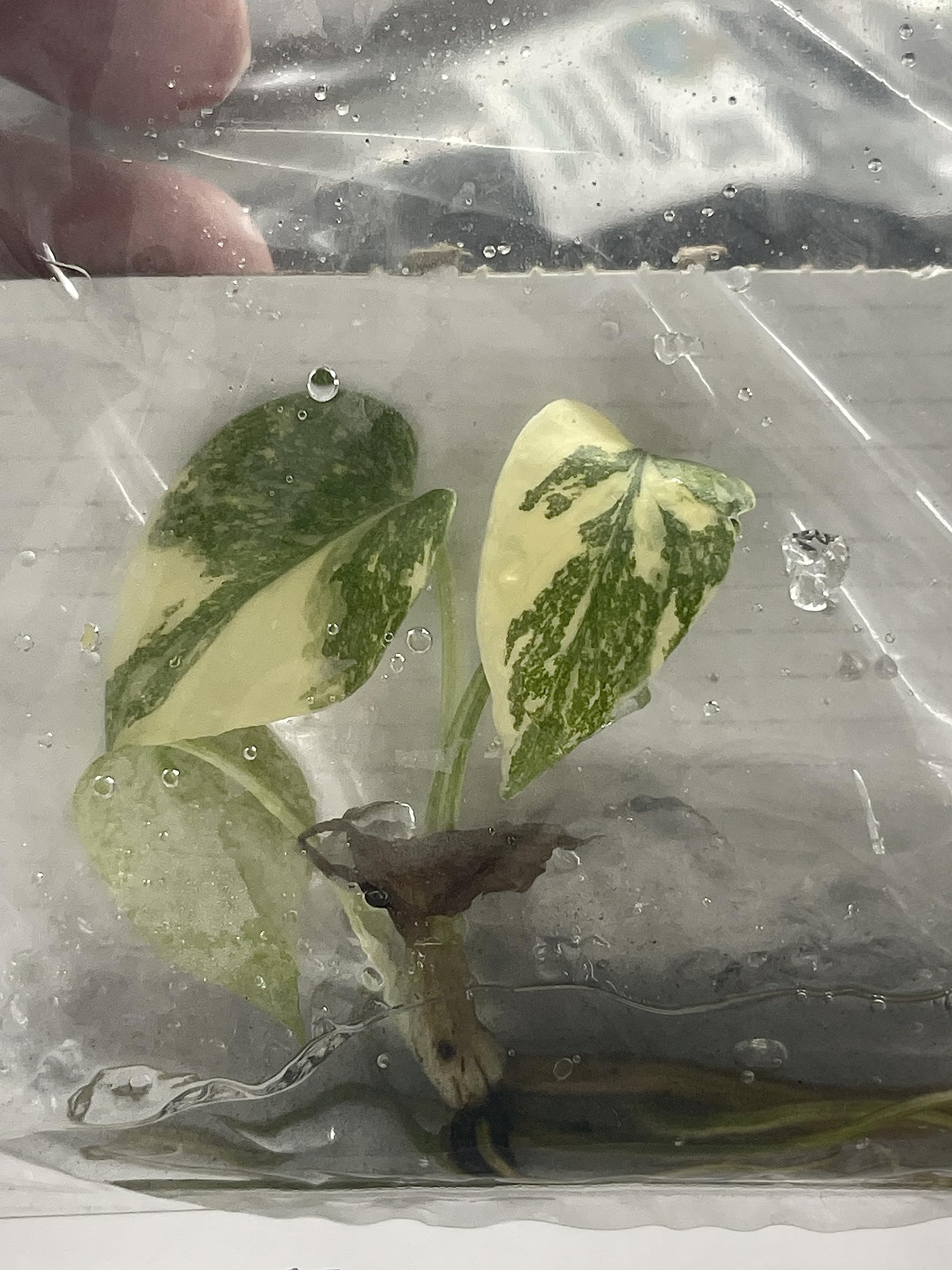 Thai Con Monstera Rare Plant Grow kit