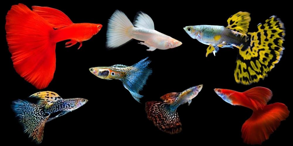 Live Guppies - Guppy Pair (2) Pack Assorted Color Live Aquarium Guppy Fish - 1 Male, 1 Female