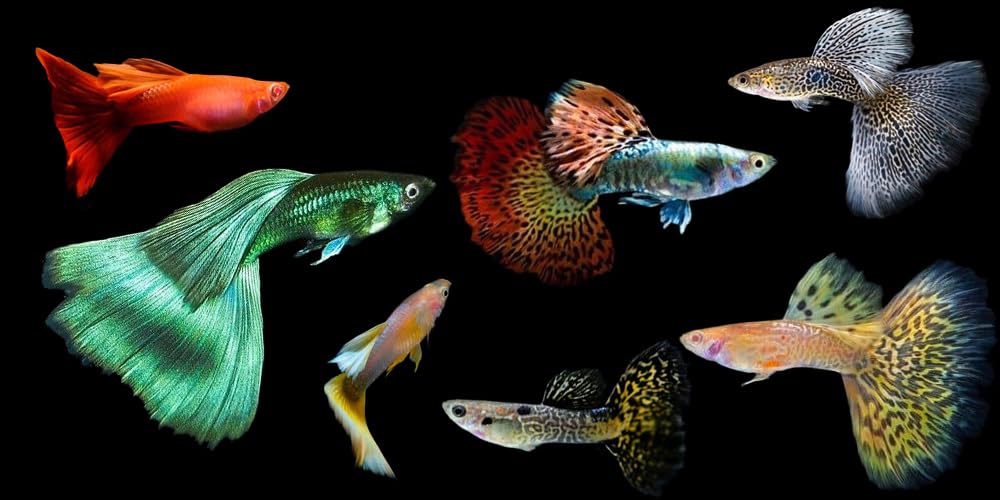 Live Guppies - Guppy Pair (2) Pack Assorted Color Live Aquarium Guppy Fish - 1 Male, 1 Female