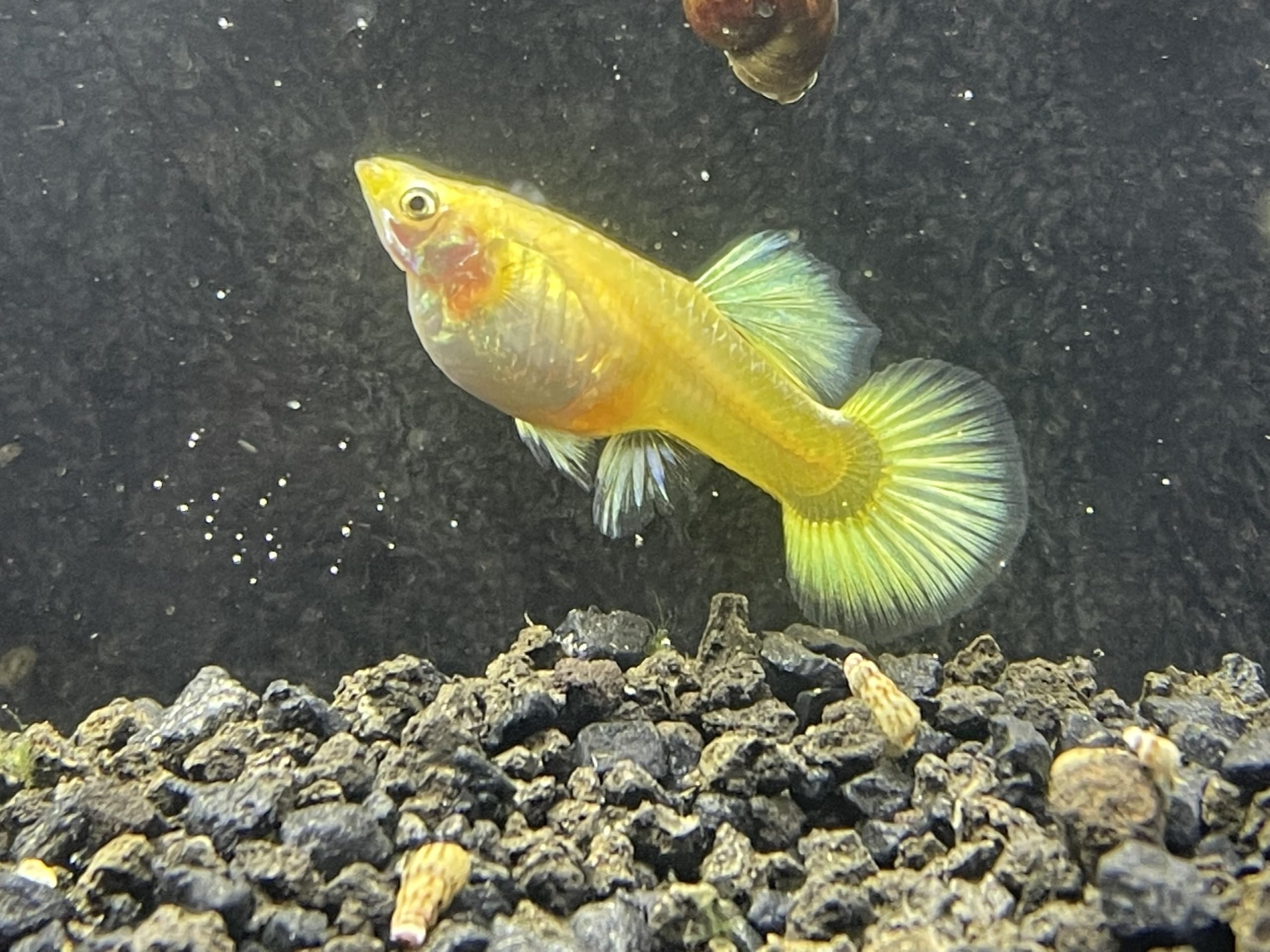 Live Guppies - Guppy Pair (2) Pack Assorted Color Live Aquarium Guppy Fish - 1 Male, 1 Female