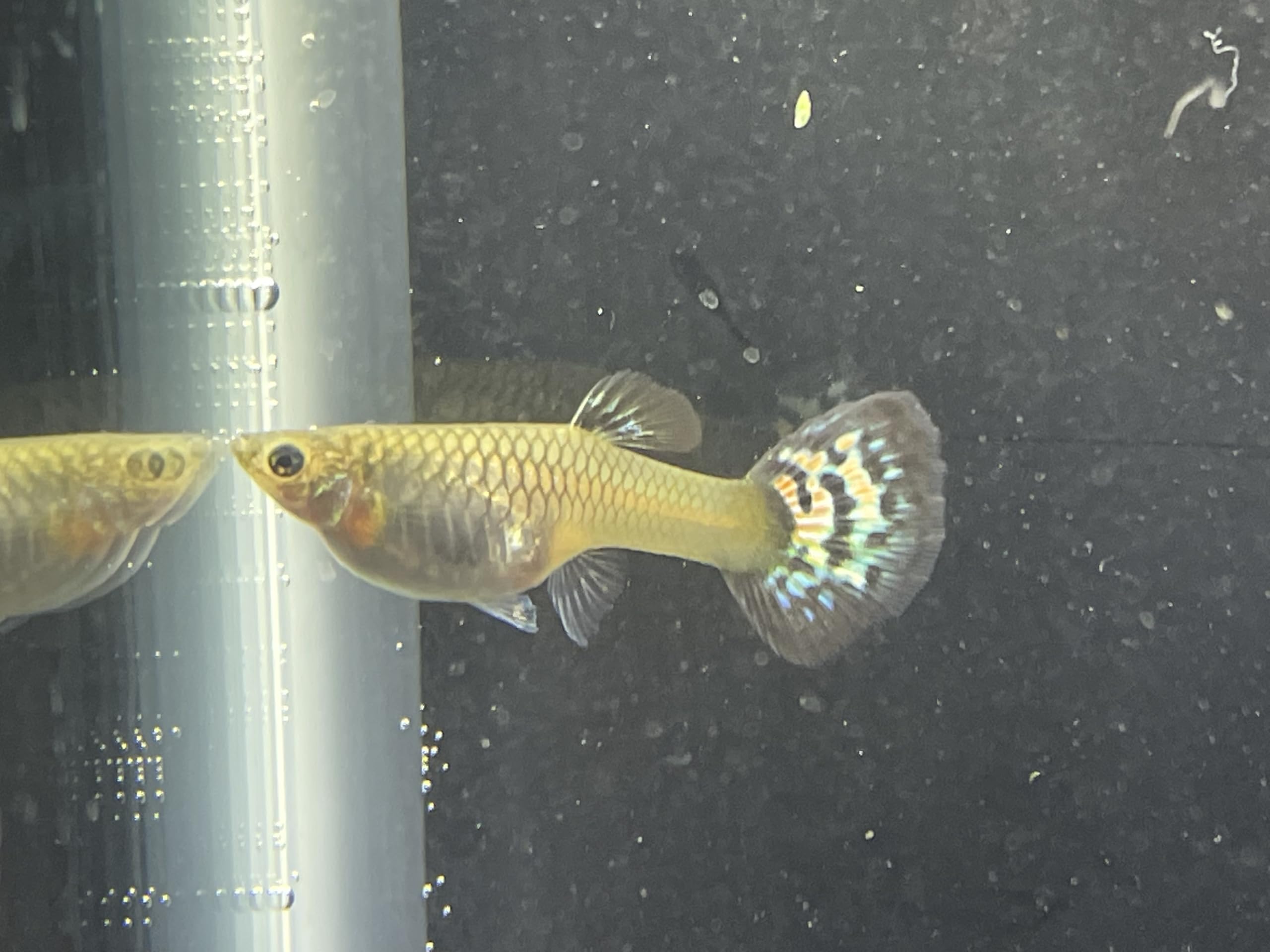 Live Guppies - Guppy Pair (2) Pack Assorted Color Live Aquarium Guppy Fish - 1 Male, 1 Female