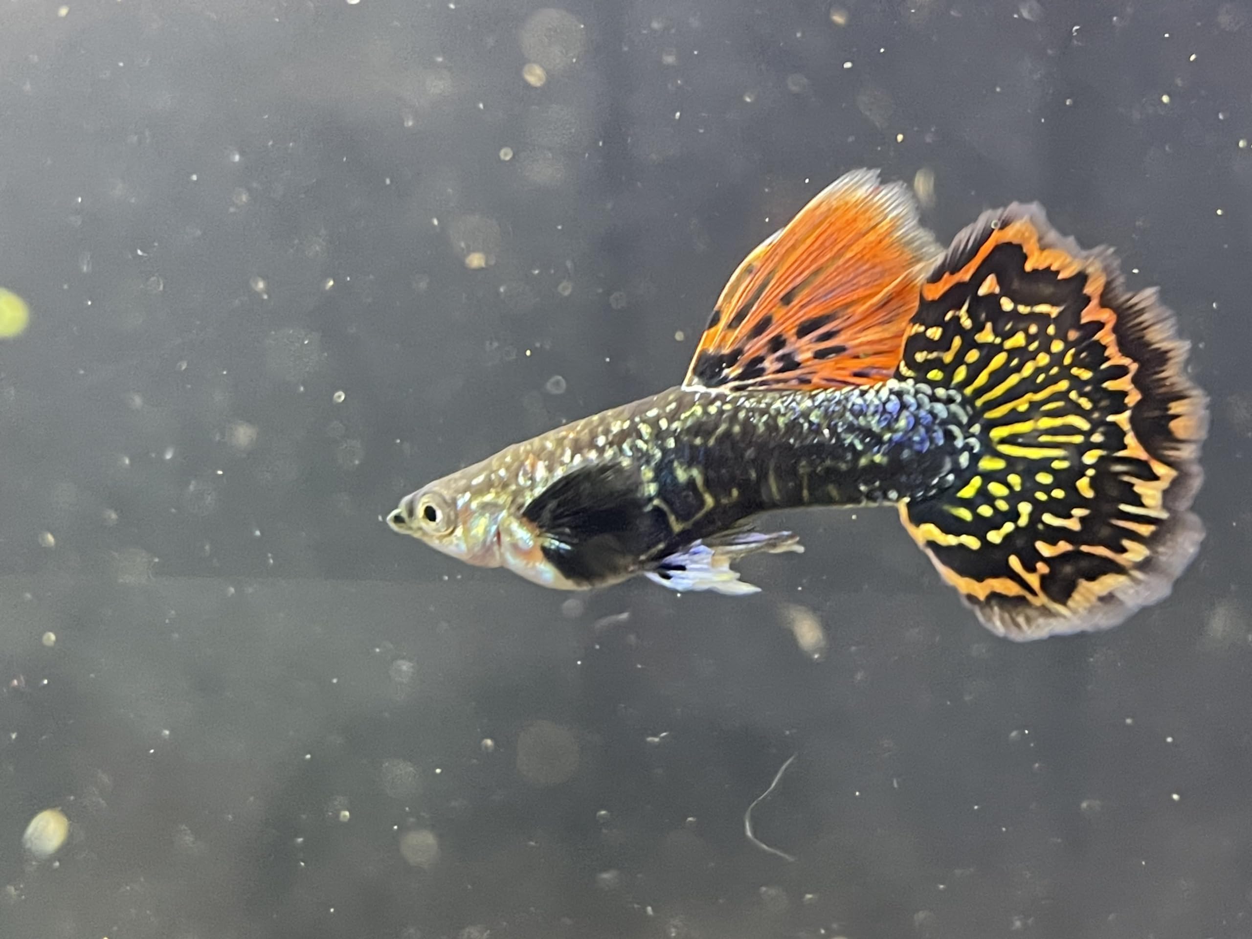 Live Guppies - Guppy Pair (2) Pack Assorted Color Live Aquarium Guppy Fish - 1 Male, 1 Female