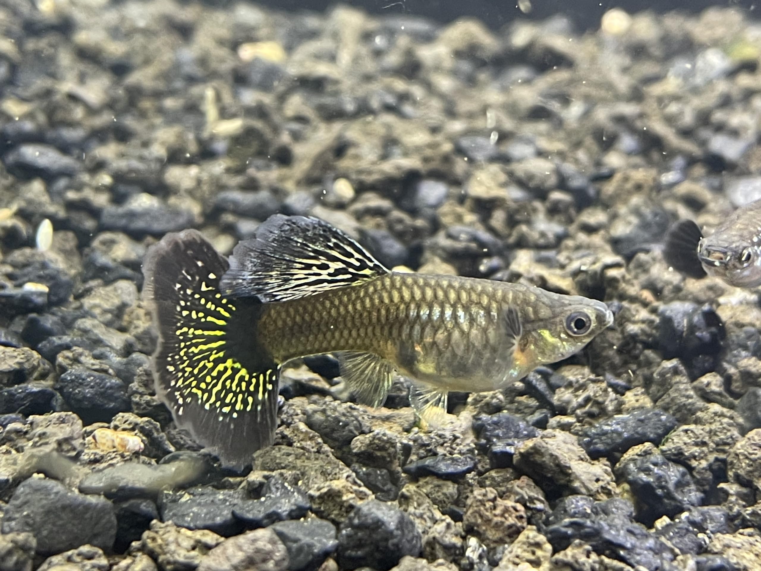 Live Guppies - Guppy Pair (2) Pack Assorted Color Live Aquarium Guppy Fish - 1 Male, 1 Female
