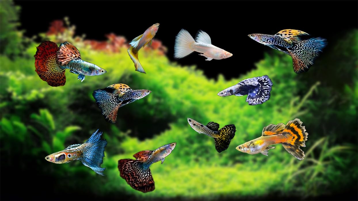 Live Guppies - Guppy Pair (2) Pack Assorted Color Live Aquarium Guppy Fish - 1 Male, 1 Female