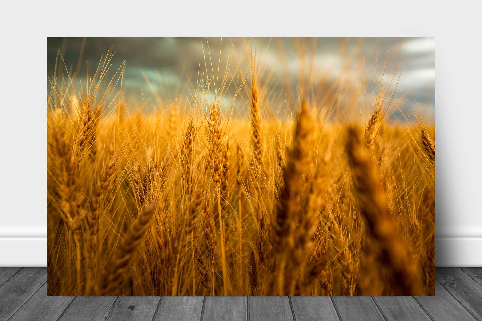 Country Wall Art (Ready to Hang) Aluminum Metal Print of Golden Wheat Stalks Ready for Harvest on Stormy Spring Day in Colorado Farm Photography Farmhouse Decor (11" x 14")