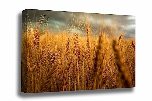 Country Canvas Wall Art (Ready to Hang) Gallery Wrap of Golden Wheat Stalks Ready for Harvest on Stormy Day in Colorado Farm Photography Farmhouse Decor (1.5, 8" x 12")