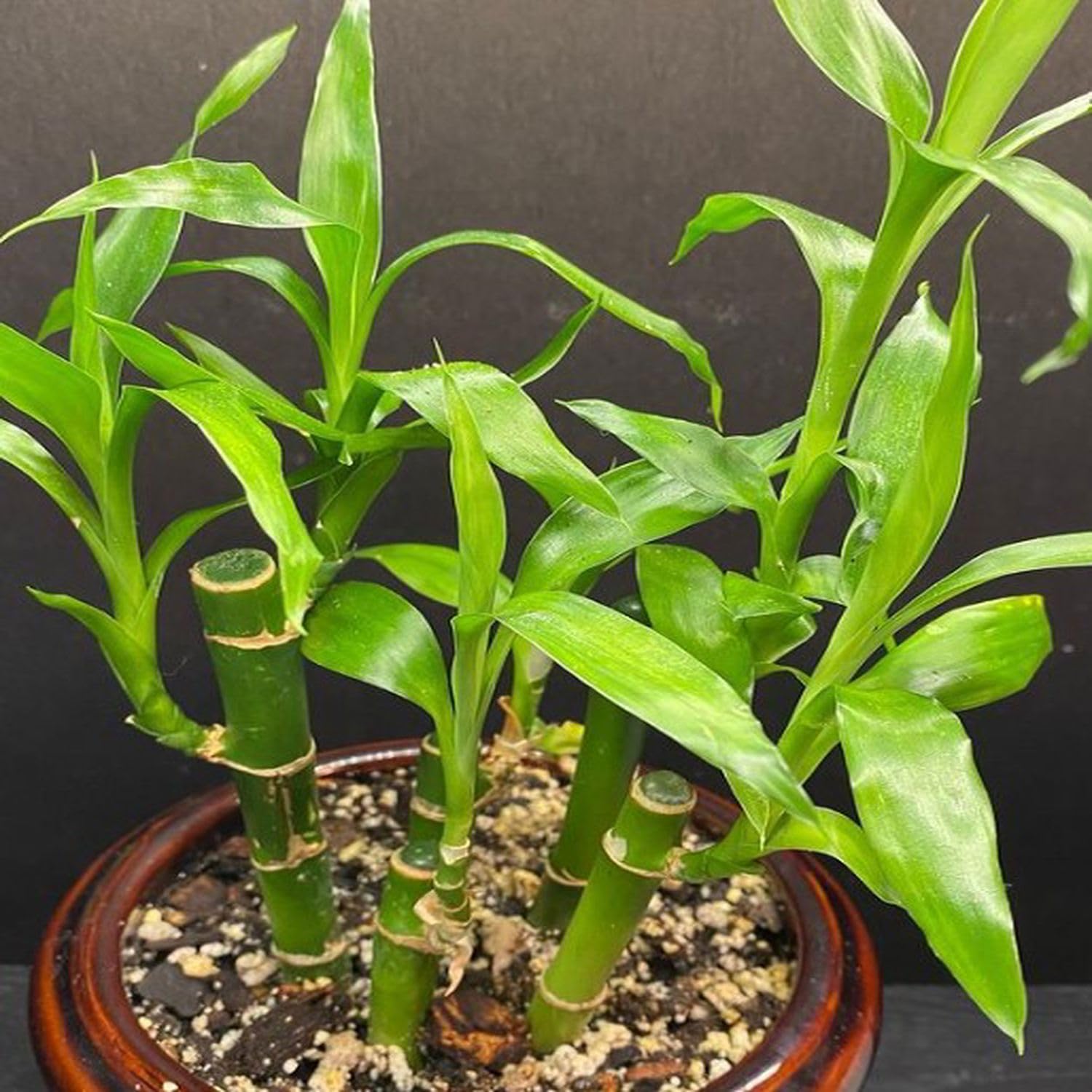 Mainam Lucky Bamboo Straight Dracaena sp Bundle US Nursery Live Aquarium Plants Freshwater Fish Tank House Plants Decorations Aquatic Plant 3 Days Pond Tropical