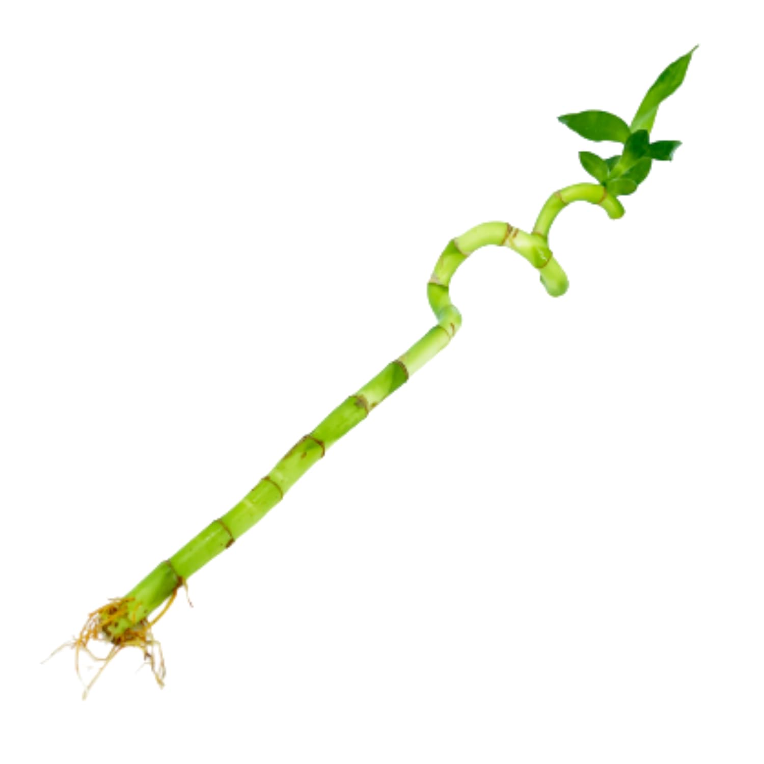 Mainam Lucky Bamboo Curly Dracaena sp Bundle US Nursery Live Aquarium Plants Freshwater Fish Tank House Plants Decorations Aquatic Plant 3 Days Pond Tropical