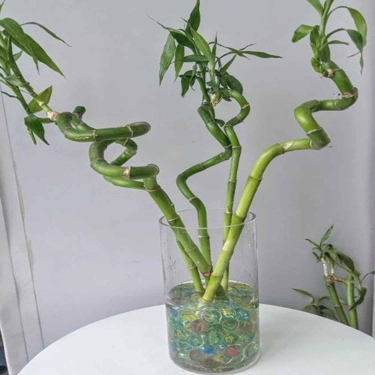 Mainam Lucky Bamboo Curly Dracaena sp Bundle US Nursery Live Aquarium Plants Freshwater Fish Tank House Plants Decorations Aquatic Plant 3 Days Pond Tropical