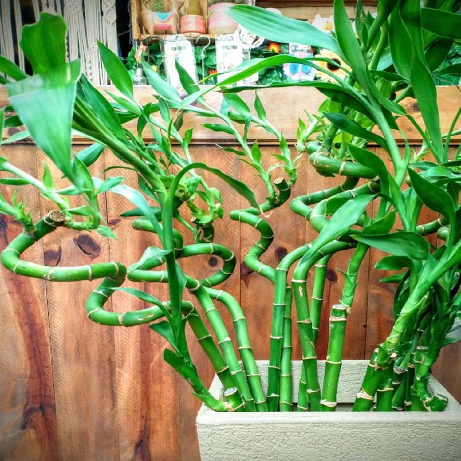 Mainam Lucky Bamboo Curly Dracaena sp Bundle US Nursery Live Aquarium Plants Freshwater Fish Tank House Plants Decorations Aquatic Plant 3 Days Pond Tropical