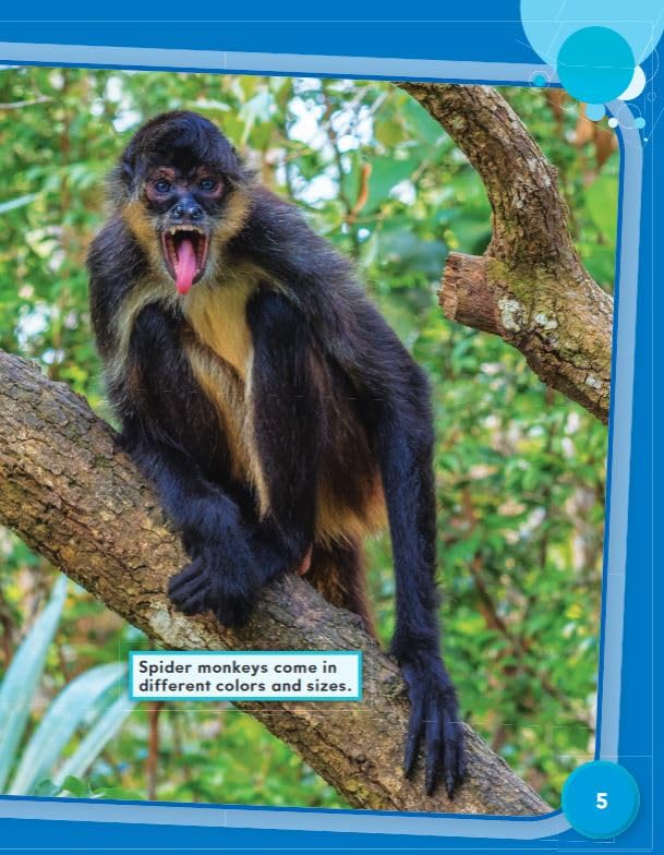 Teacher Created Materials 27329 Amazing Animals: Spider Monkeys: Place Value (Amazing Animals: Mathematics Readers)