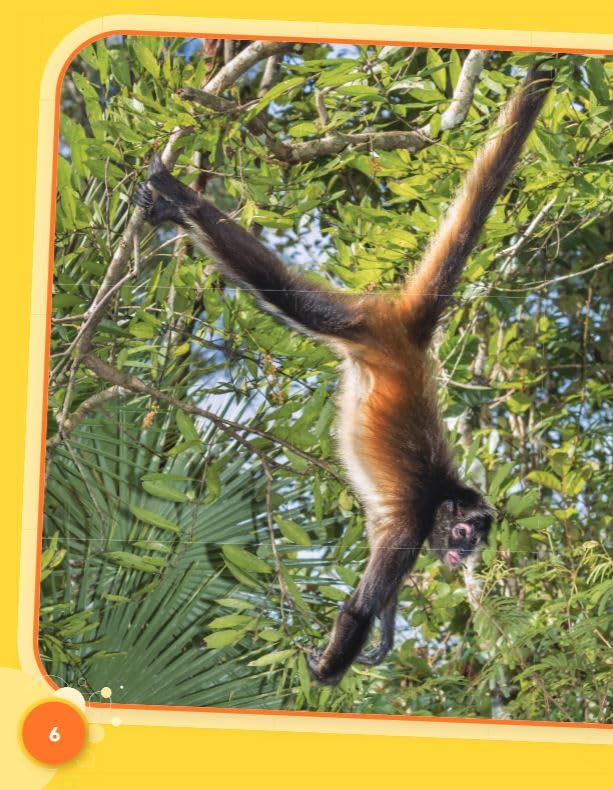 Teacher Created Materials 27329 Amazing Animals: Spider Monkeys: Place Value (Amazing Animals: Mathematics Readers)