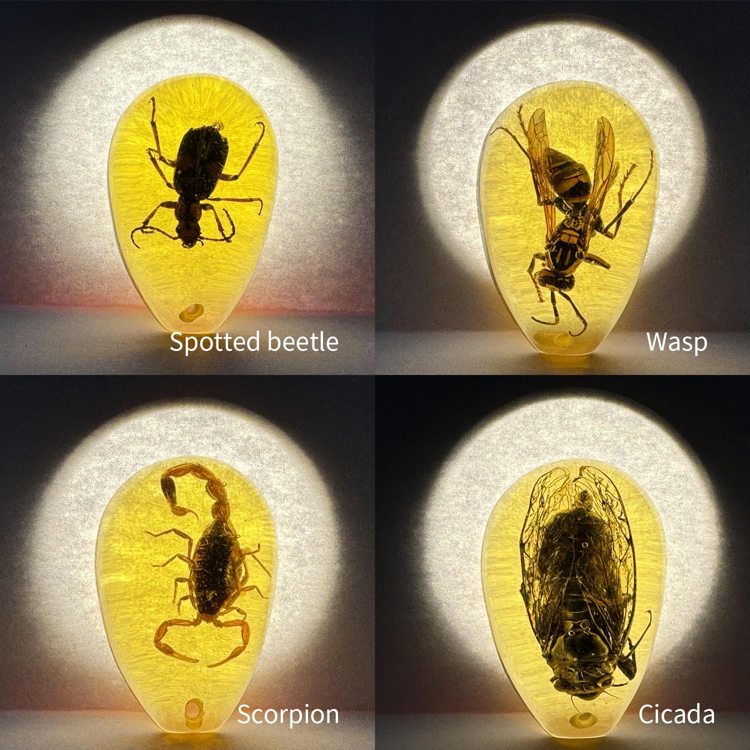 Western Eagle Workshop 8pcs Amber Fossil with Insects Samples Stones Crystal Specimens Home Decorations Collection Oval Pendant