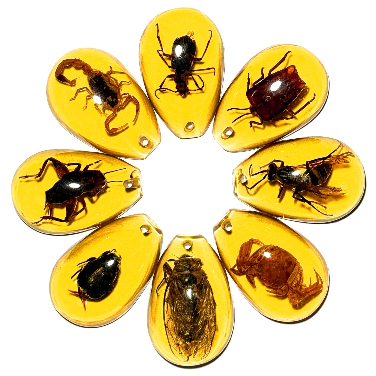 Western Eagle Workshop 8pcs Amber Fossil with Insects Samples Stones Crystal Specimens Home Decorations Collection Oval Pendant
