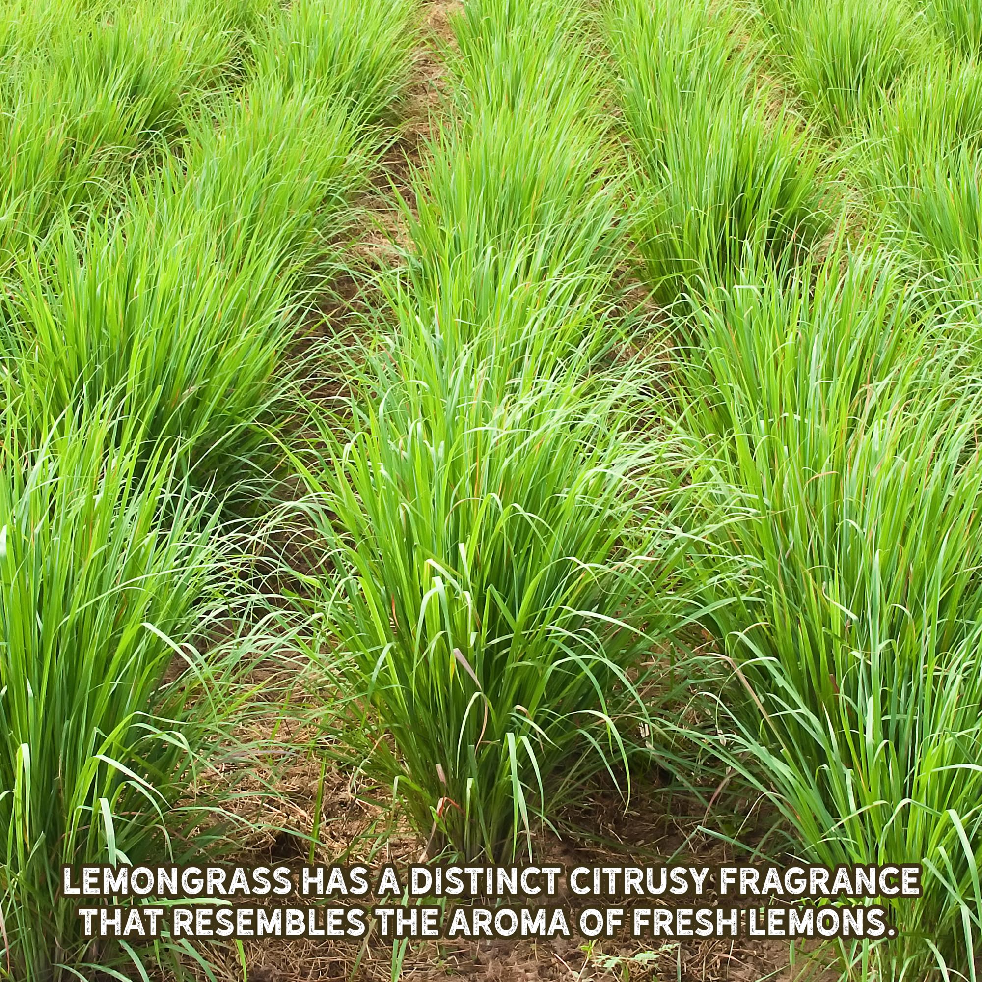 Live Lemongrass Plants (2-Pack); Each 4-8 Inches, in Nursery Pots, Culinary and Aromatherapy Herb Indoor/Outdoor Container Plants
