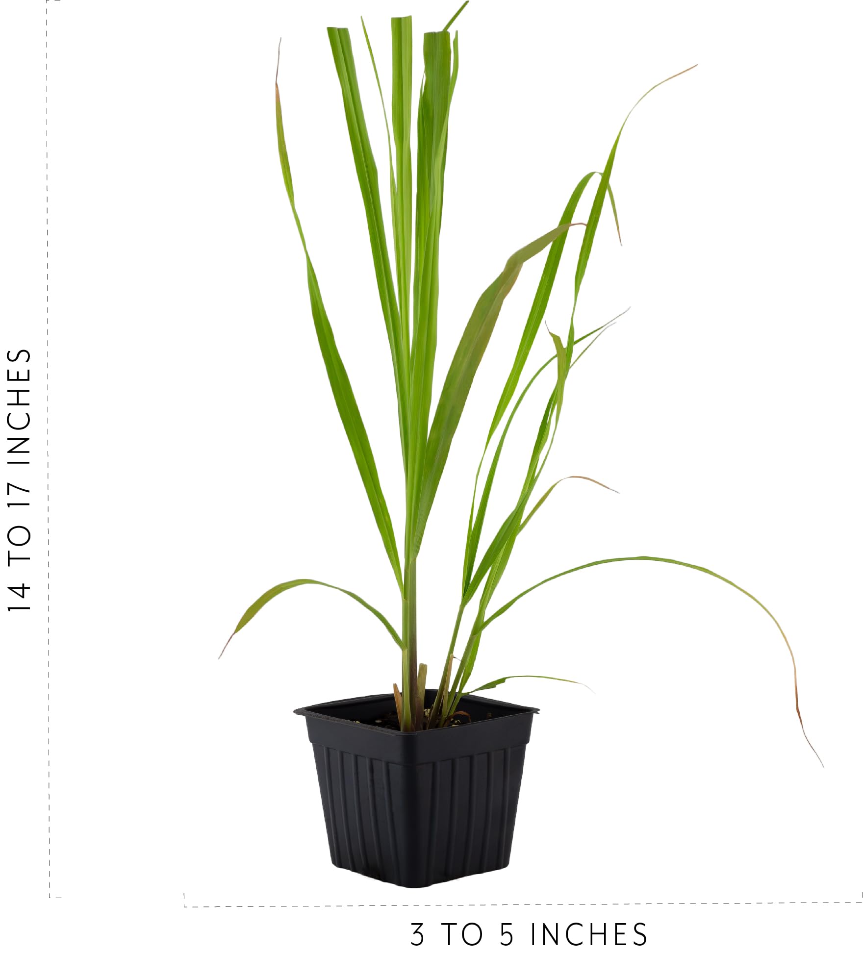 Live Lemongrass Plants (2-Pack); Each 4-8 Inches, in Nursery Pots, Culinary and Aromatherapy Herb Indoor/Outdoor Container Plants
