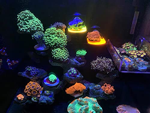 Fluorescent Green Coral Frag Holder Acrylic Coral Rack with Powerful Suction Cup and Placstic Screws Suitable for Household Fish Tanks (2pcs 1 Plug Hole Green+Orange)