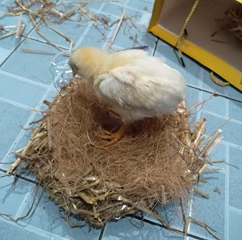 Lucky Interests Coconut Fiber, 9oz. Comfortable Bedding for Small Birds and Animals, Nest Material for Nest Building, Hideouts, Plants and Upholstery