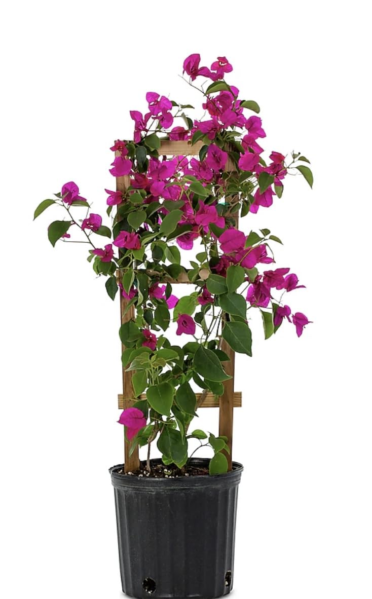 Live Plant Bougainvillea Vine Plant Assorted Colors 6" Pot with Trellis