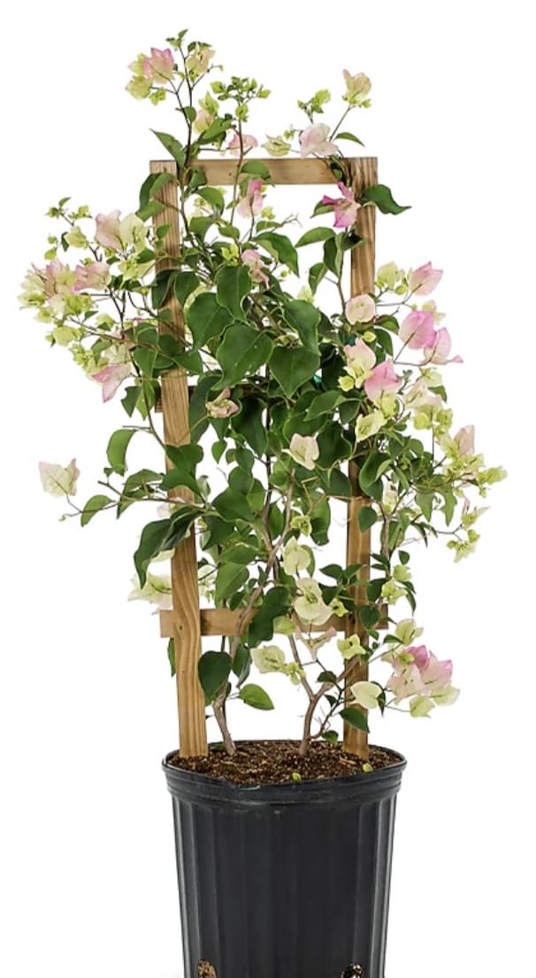 Live Plant Bougainvillea Vine Plant Assorted Colors 6" Pot with Trellis